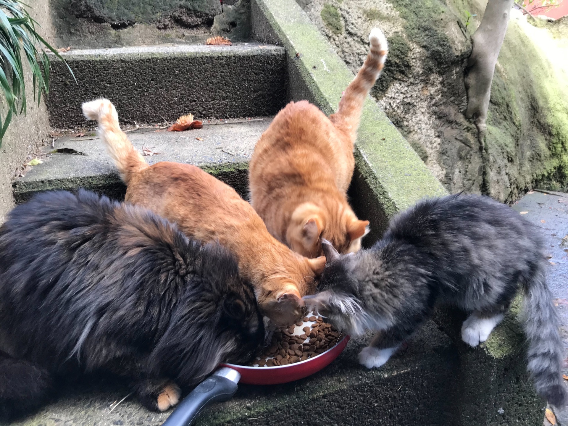 被災者暮らし: 再生への旅