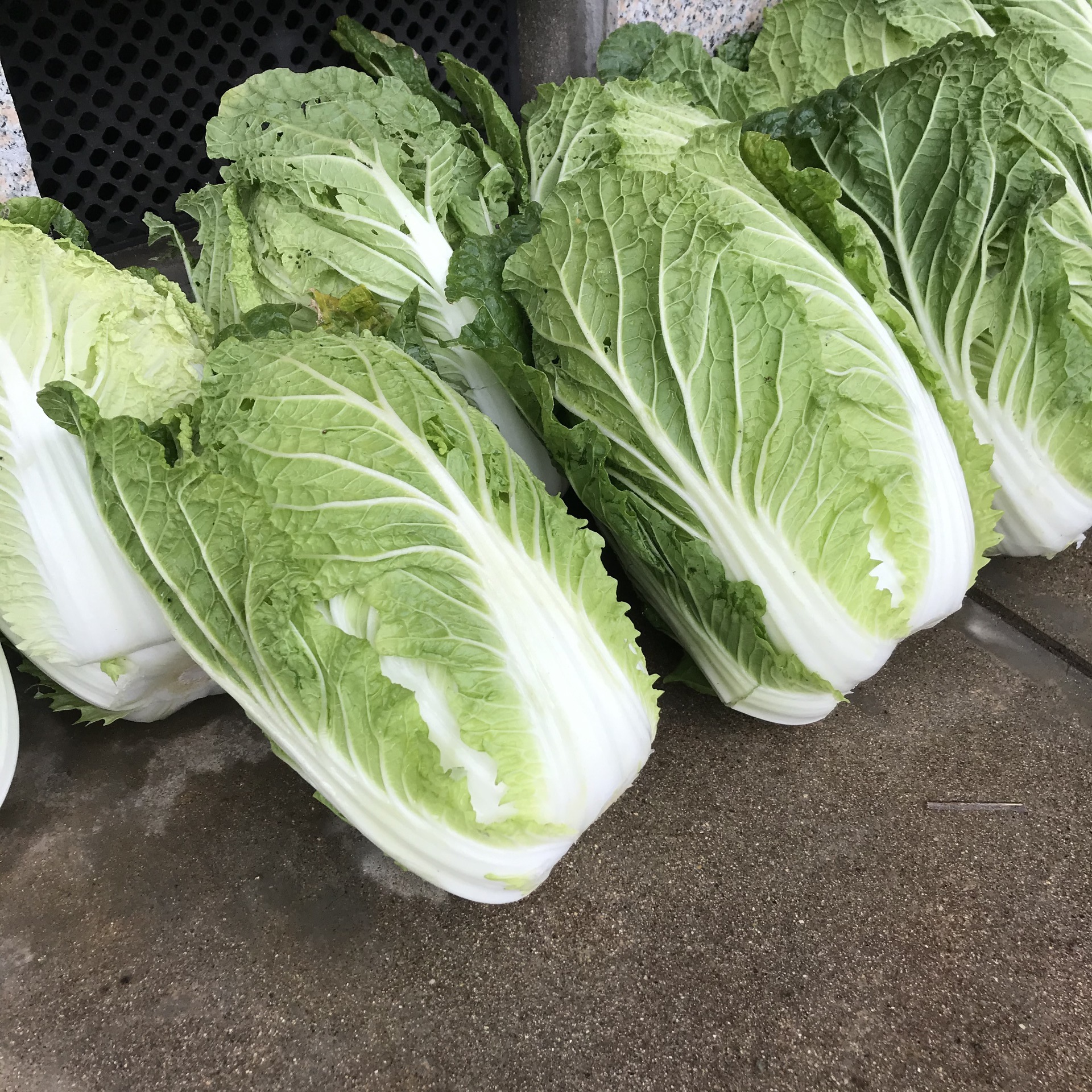 成道会: 再生への旅